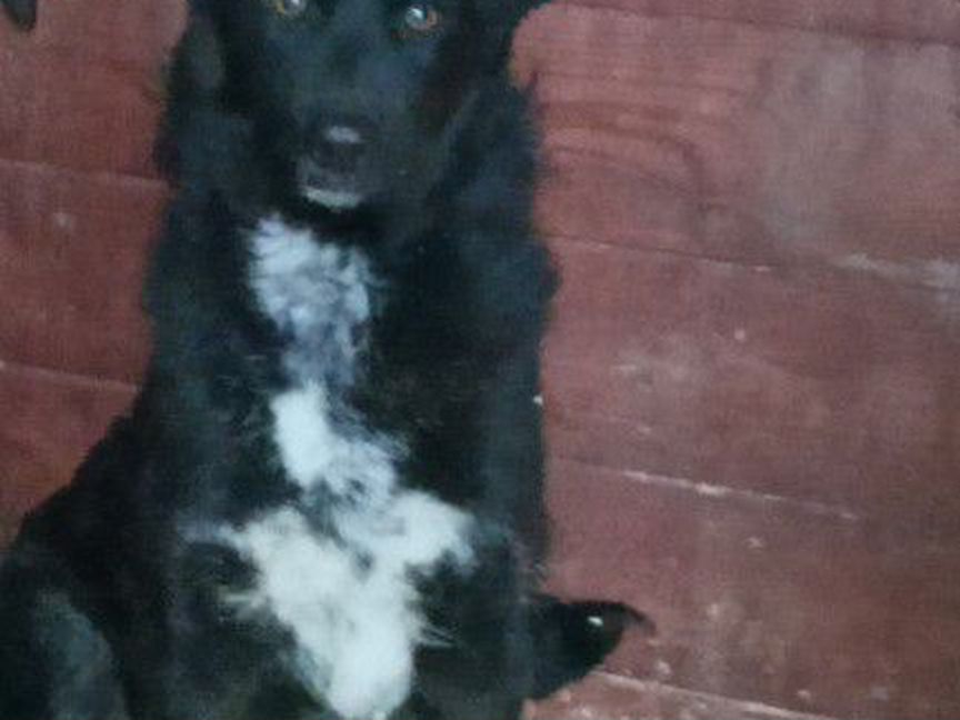 Маленькая собака в добрые руки