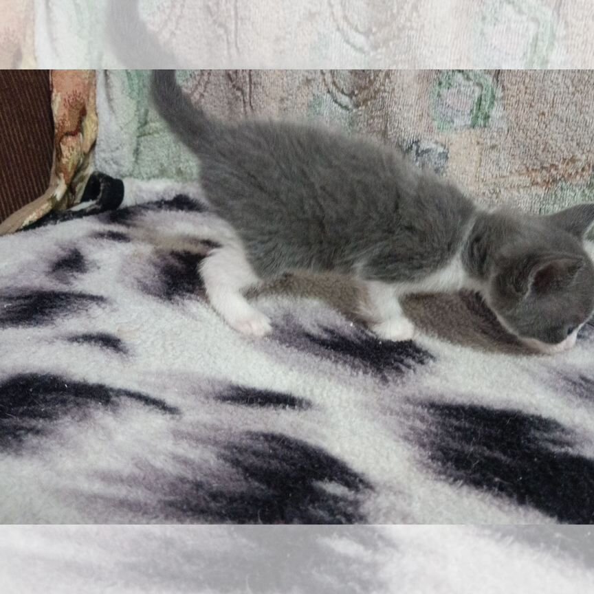 Котёнок