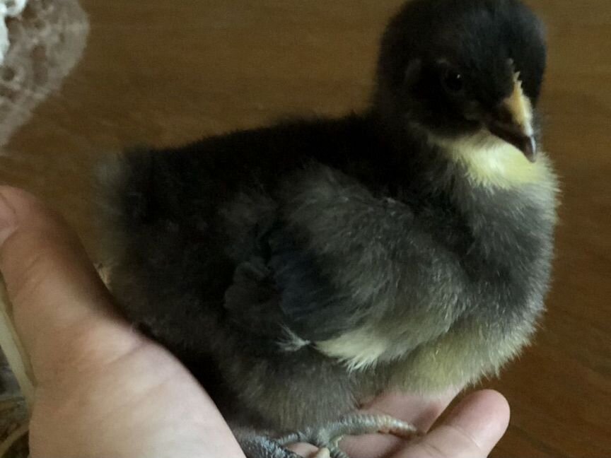 Цыплята орпингтон черный