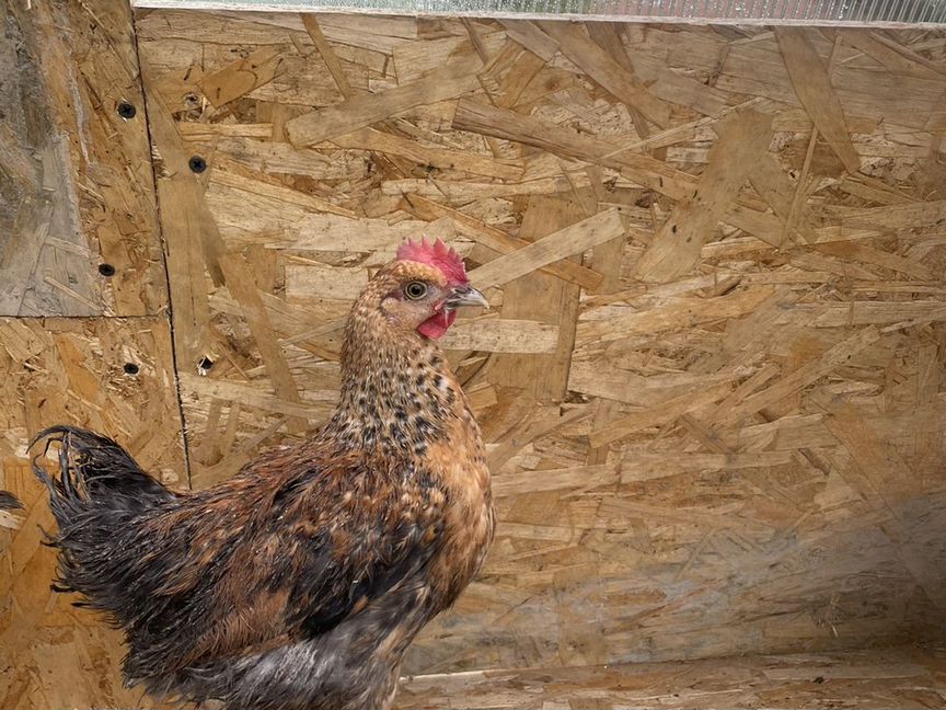 Петушки подрощенные