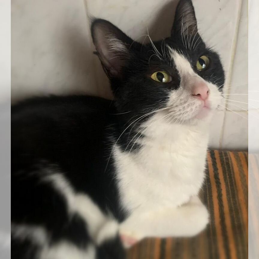 Кошка в добрые руки