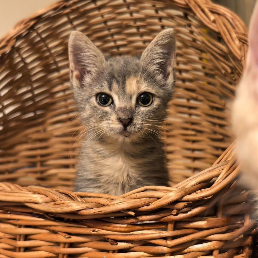 Котята в добрые руки 2,5 мес