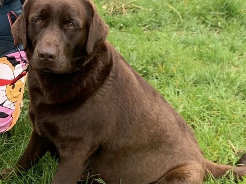 Лабрадор шоколадка РКФ