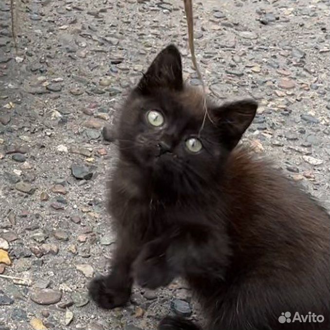 Котенок мальчик бесплатно