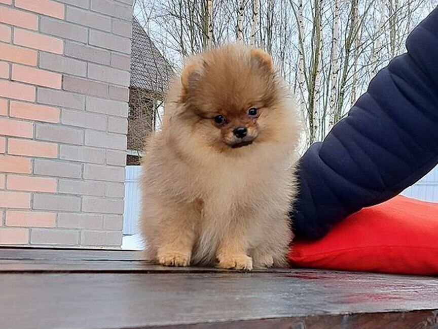 Померанский шпиц