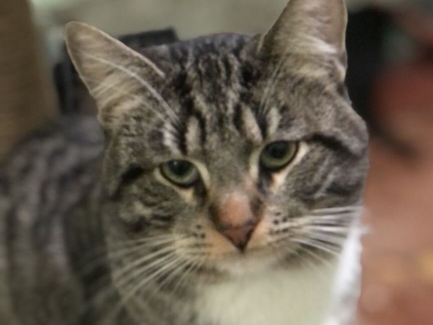 Котик из приюта