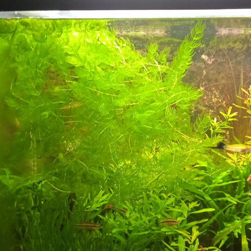 Аквариумное растение