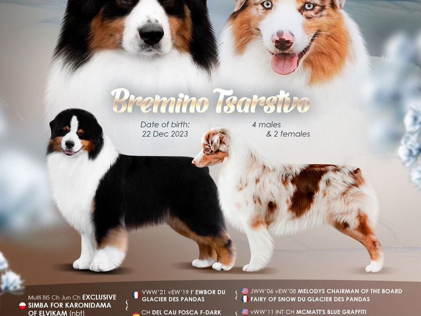 Австралийская овчарка аусси щенки