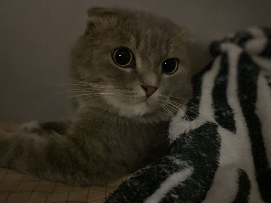 Потерялся кот шатландец