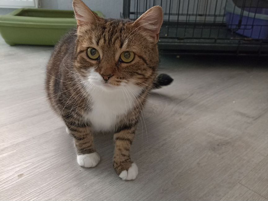 Кошечка Афелия