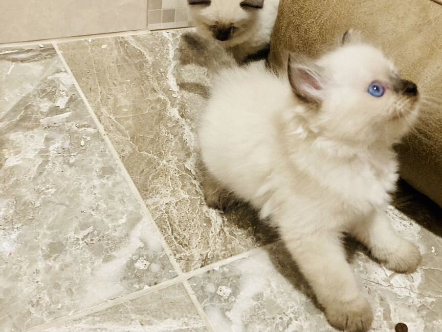 Восхитительные малвшки Рэгдолл