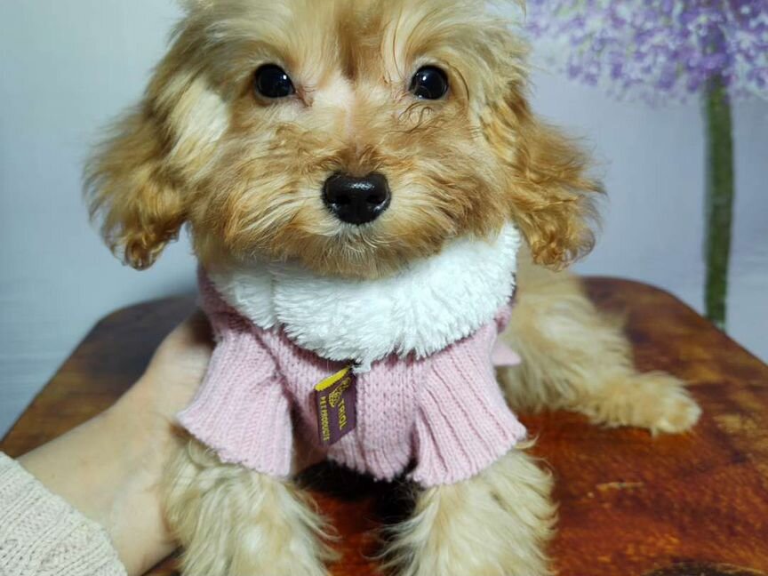 Maltipoo micro щенки
