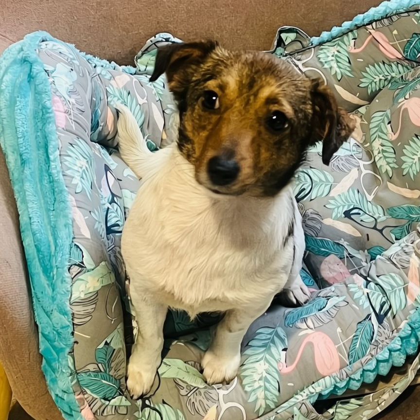 Взрослая собака в добрые руки