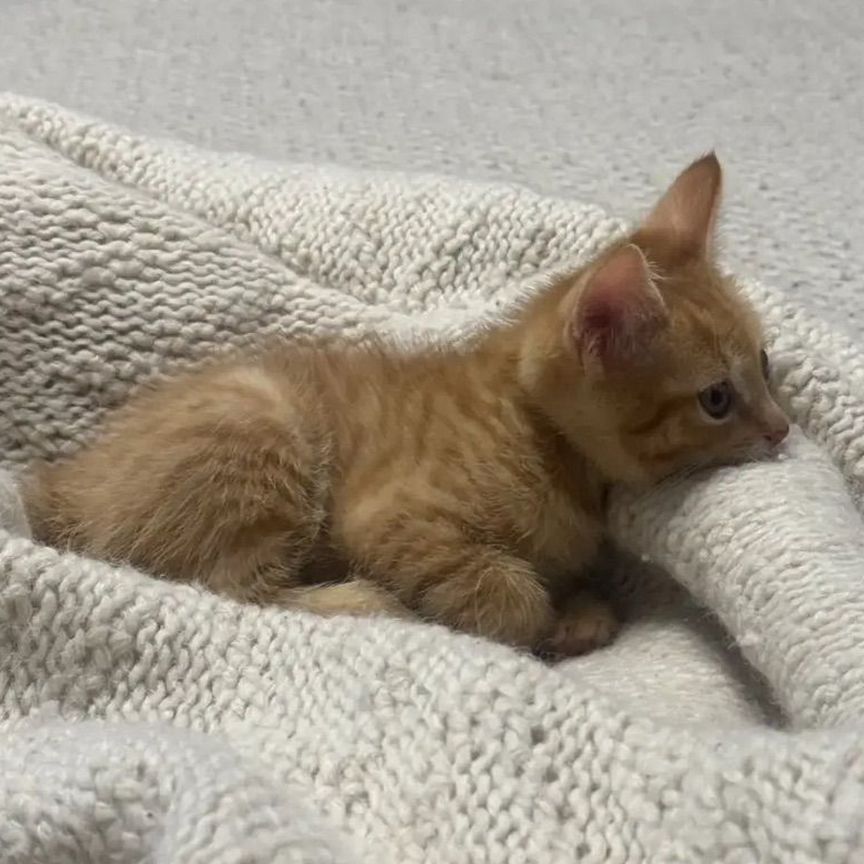Курильский бобтейл короткошёрстный котёнок