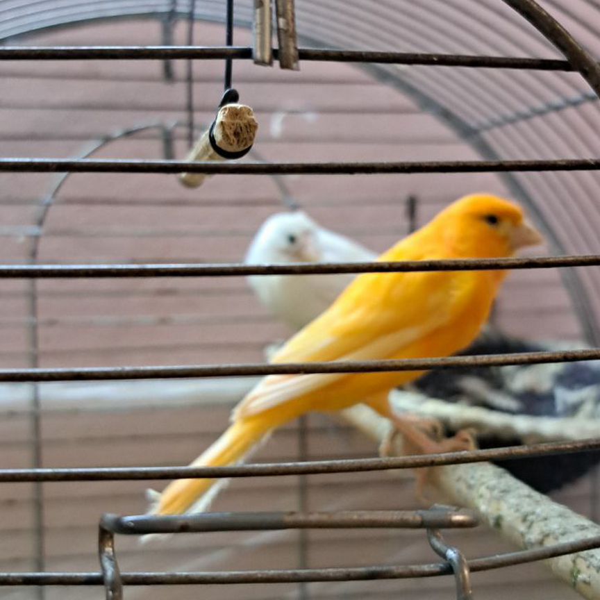 Кенара и канарейки