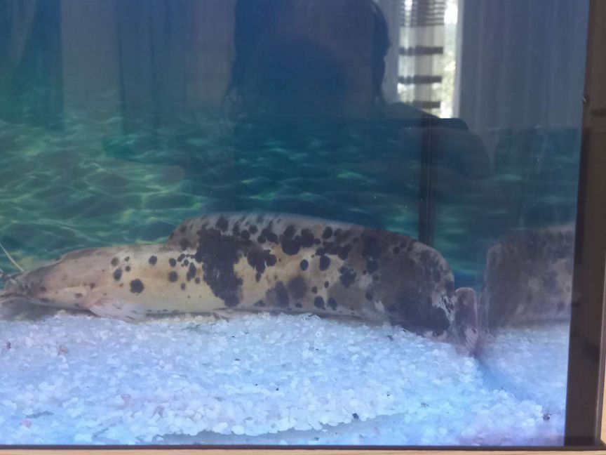 Сом Клариус