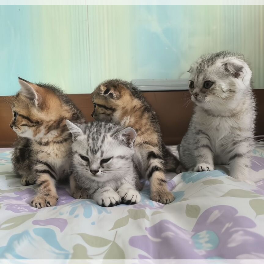 Шотландский вислоухий короткошёрстный котёнок
