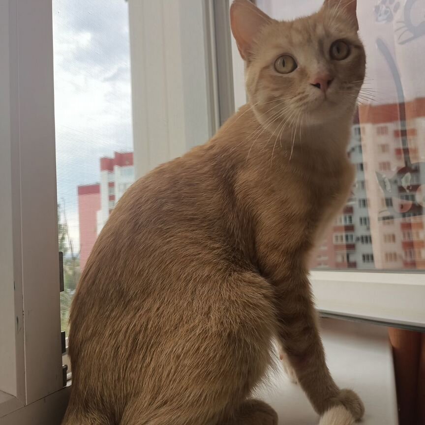 Кот Рыжулькин