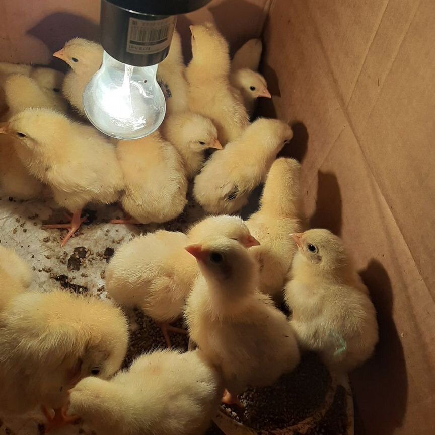 Цыплята бройлеры суточные кобб 500