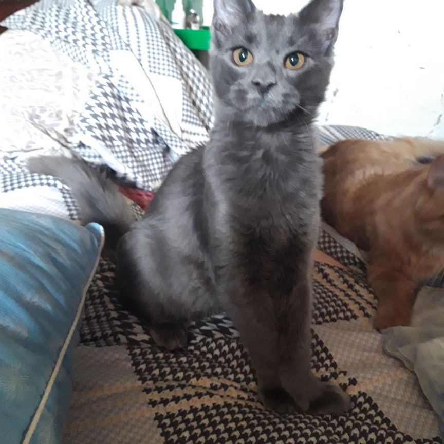 Отдам кота в добрые руки бесплатно