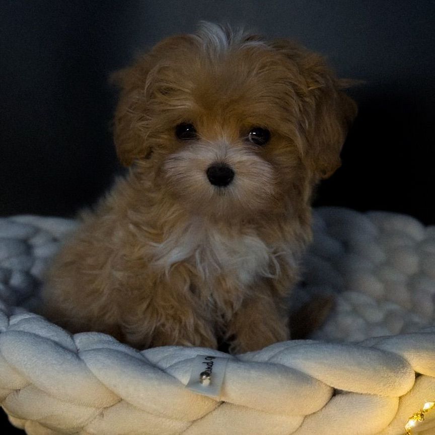 Мальтипу, щенок