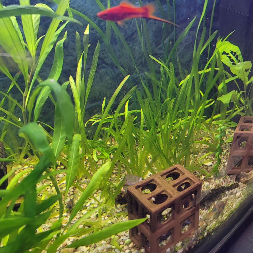 Самец ьеерлинского меченосца