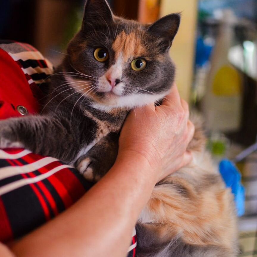 Красивая кошечка