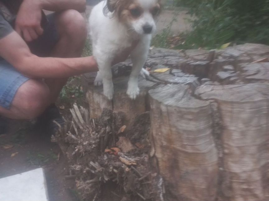 Собака в добрые руки щенок