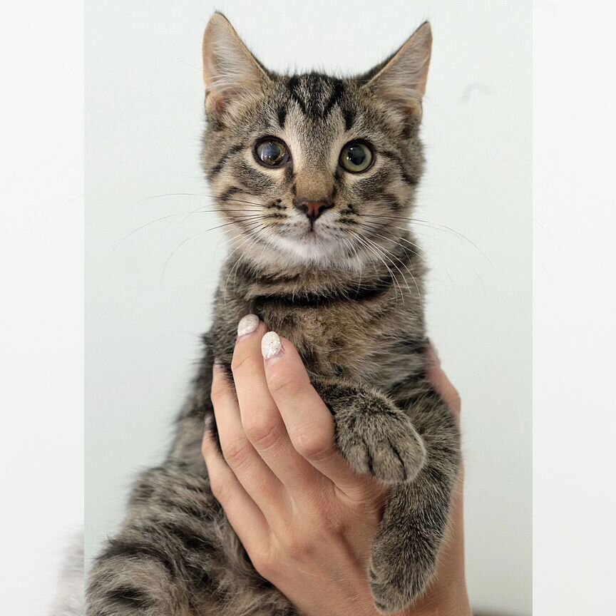 Котенок мальчик
