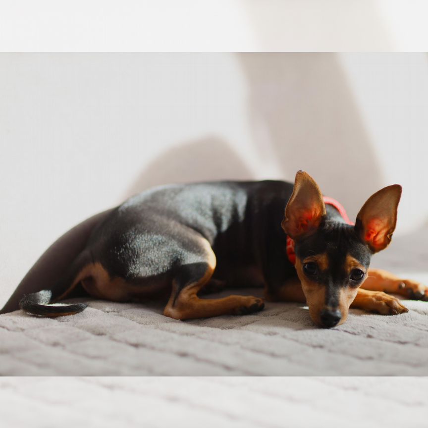 Цвергпинчер, щенок