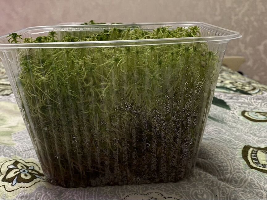 Мох сфагнум живой