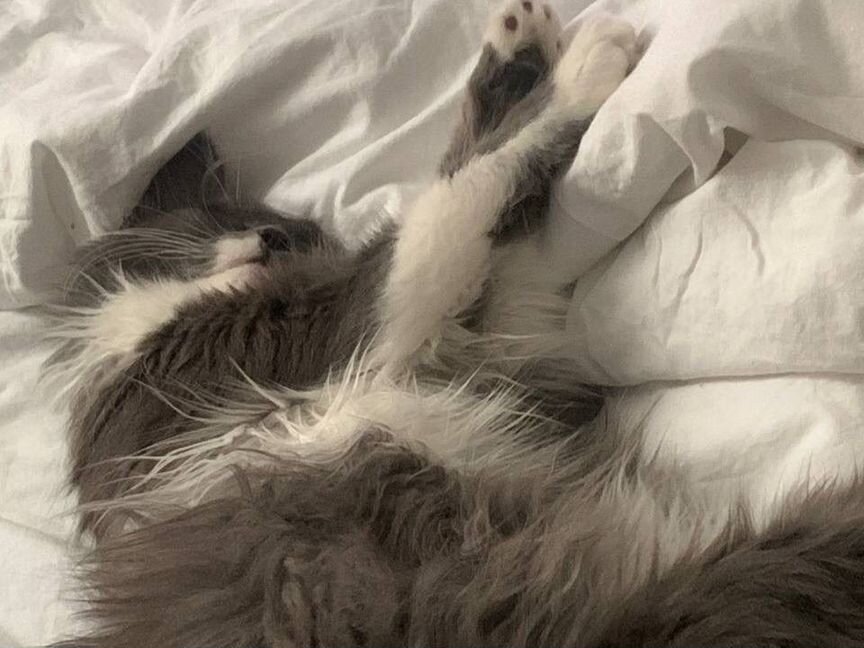 Кошечка 7 месяцев