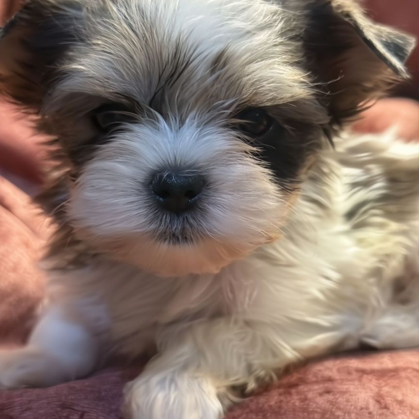 Бивер-йоркширский терьер, щенок