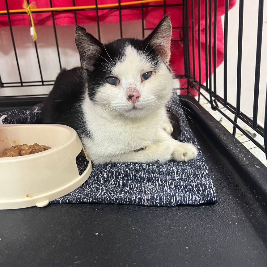 Маленькому кисенку нужно доброе сердце