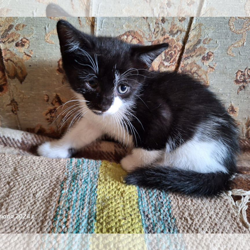 Котёнок мальчкик. Котик 1 год и Кошечка 1 год