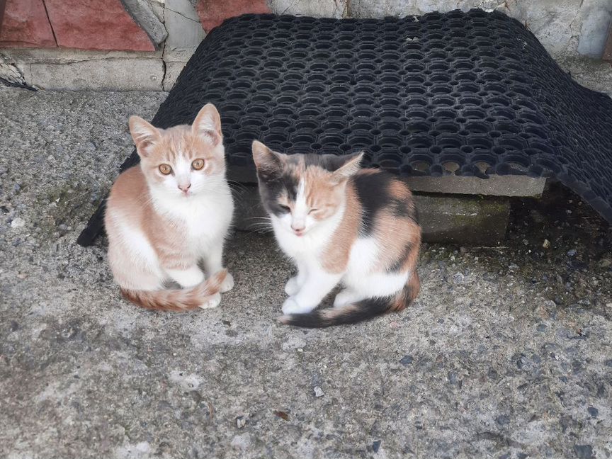Отдам бесплатно котят в добрые руки