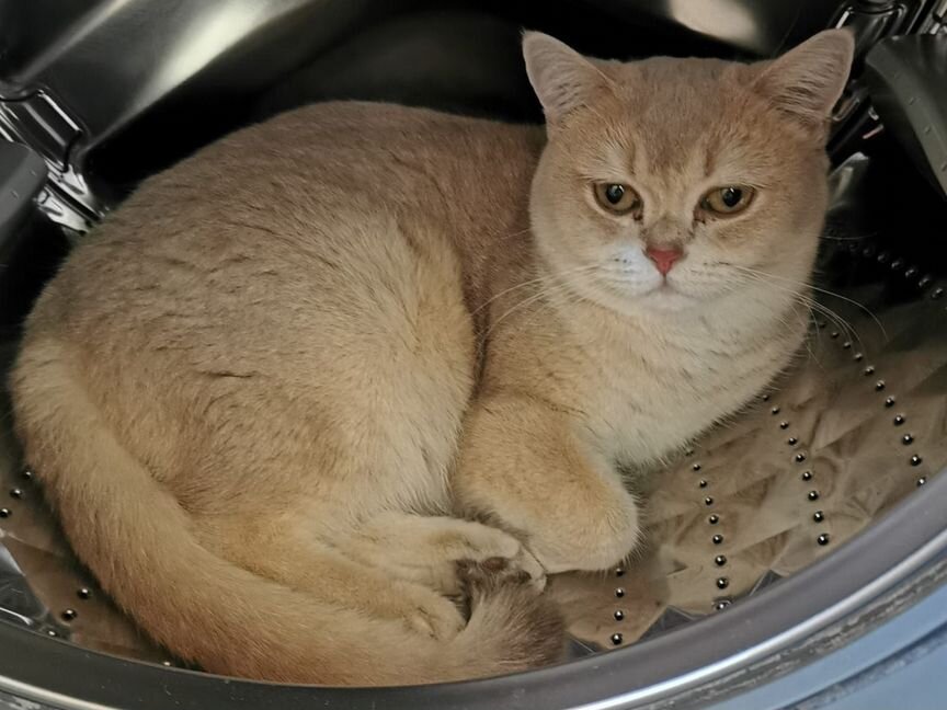 Кошечка лиловая золотая