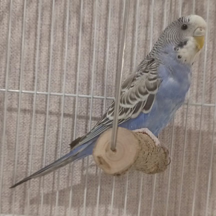 Волнистый попугай