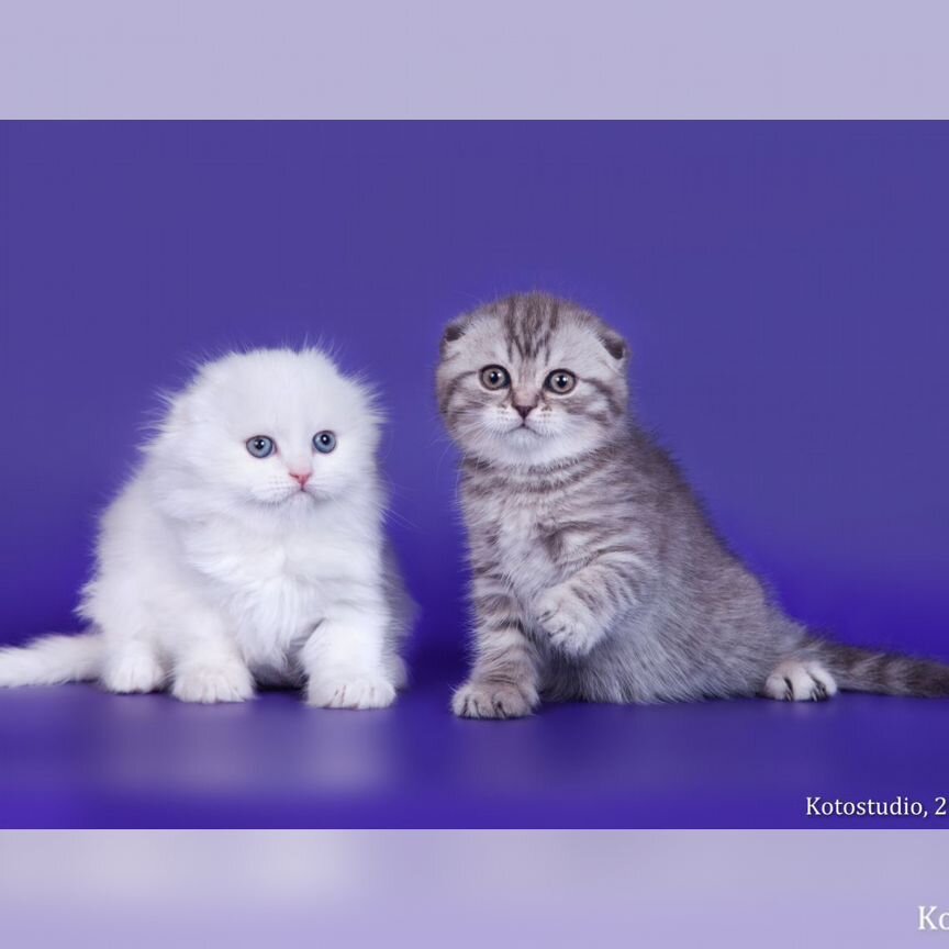 Котёнок от чемпионов Шотландской породы