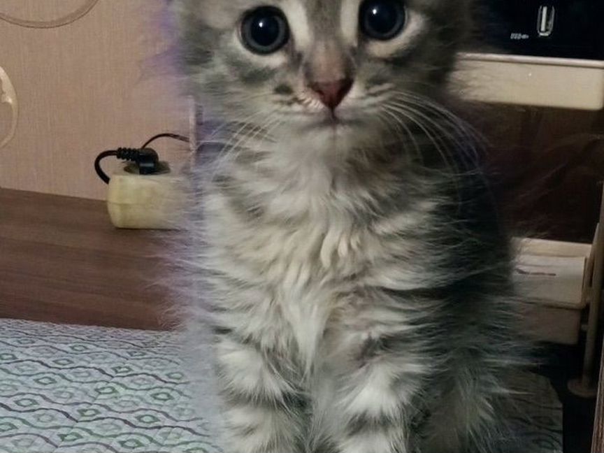 Кошкчка в добрые руки