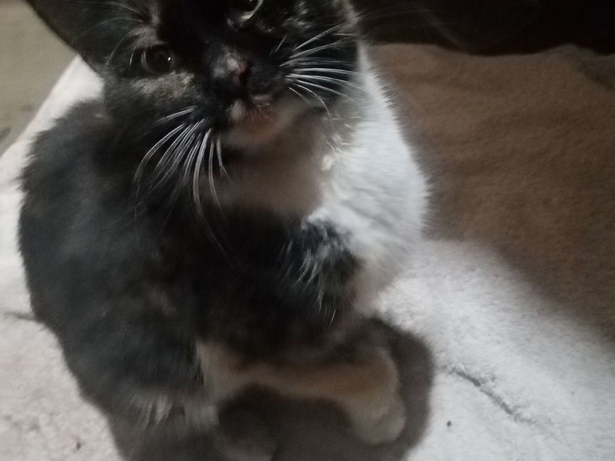 Добрая, ласковая кошечка