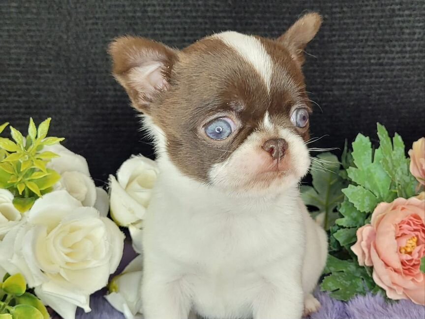 Чихуахуа девочка