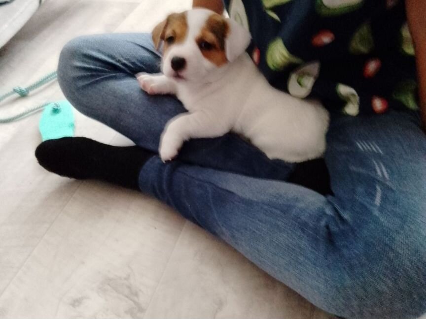 Щенок, девочка, Джек расел терьер