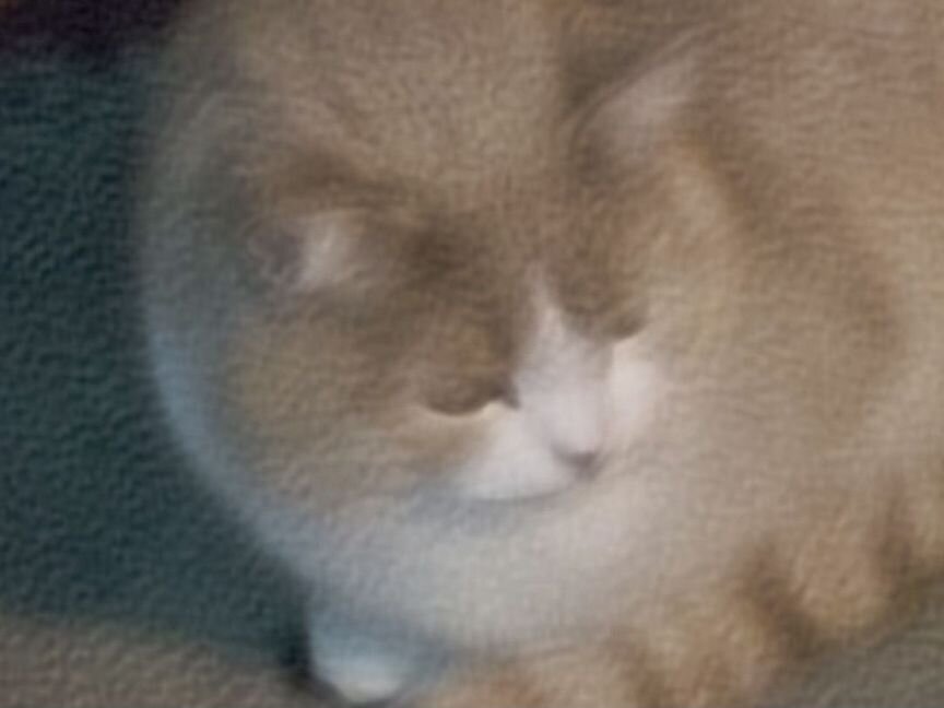 Кошки