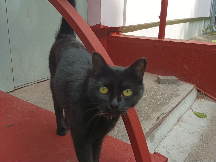 Жгучая стерильная брюнетка ищет семью