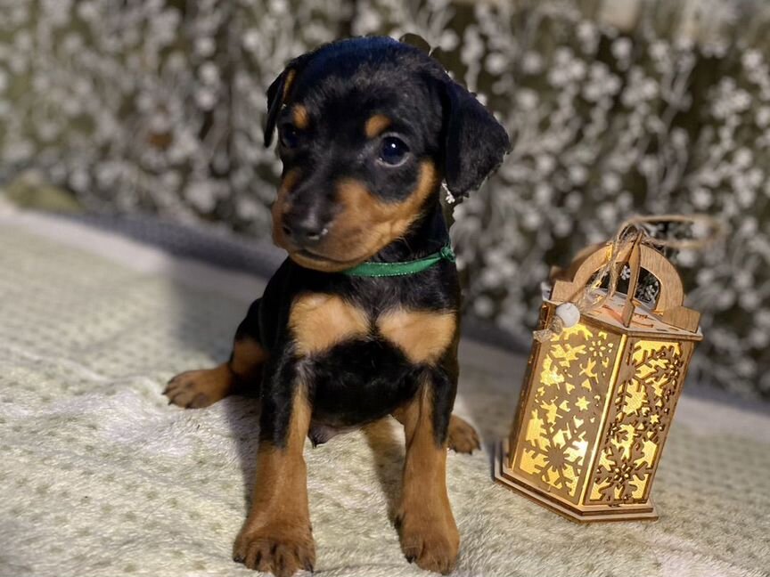 Щенки цвергпинчера