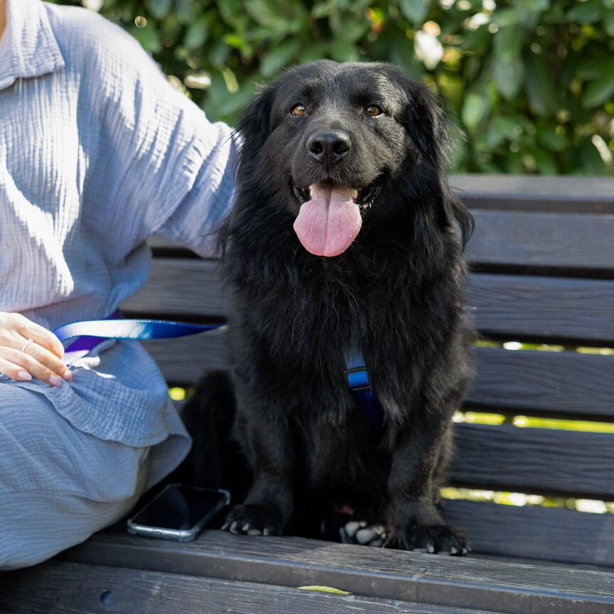 Чарли ищет дом