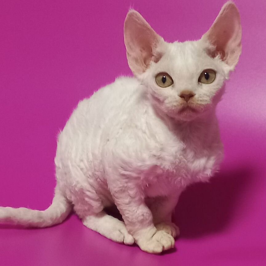 Блондинка с зелёными глазами Девон рекс