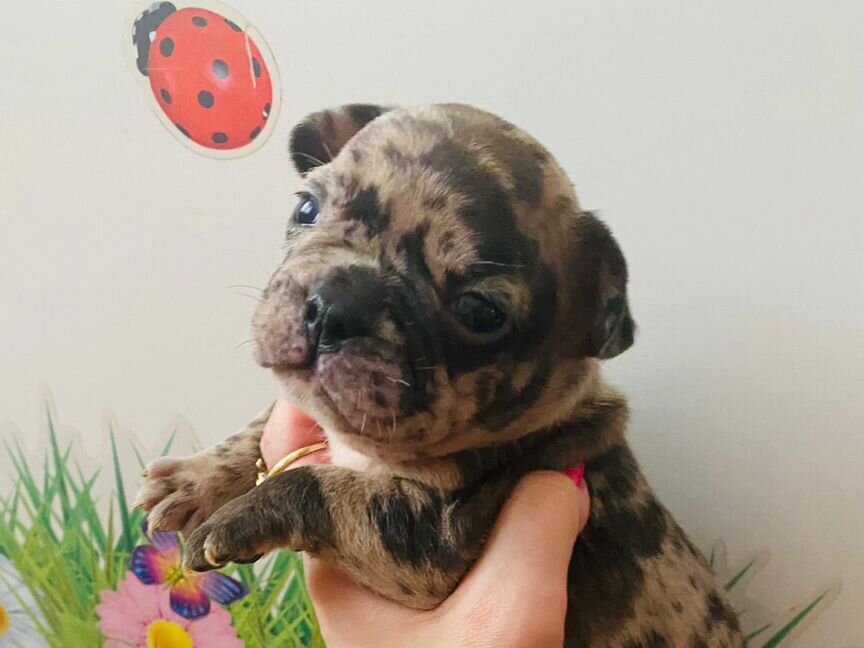 Мармеладки Девочки и Мальчики франц бульдога