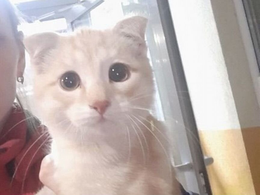 Котенок в добрые руки